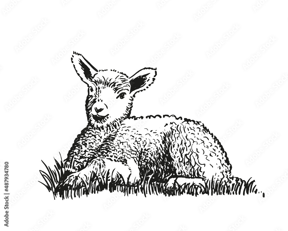 Hand drawn illustration of lying lamb. Sketch style farm animal. Sheep ...
