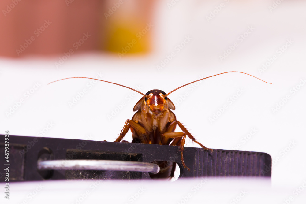 Cockroach on a clothespin on a white background, pollution, unsanitary ...