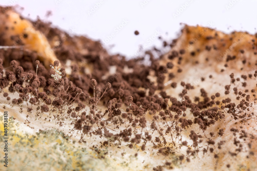 Mold close-up macro. Moldy fungus on food. Fluffy spores mold as a ...
