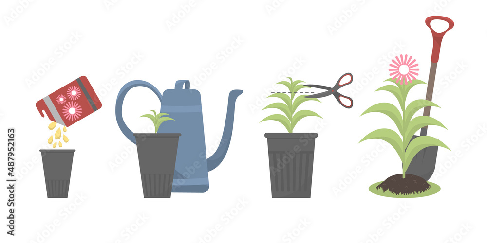 Step by step growing flowers from seed. Planting seeds, watering and ...