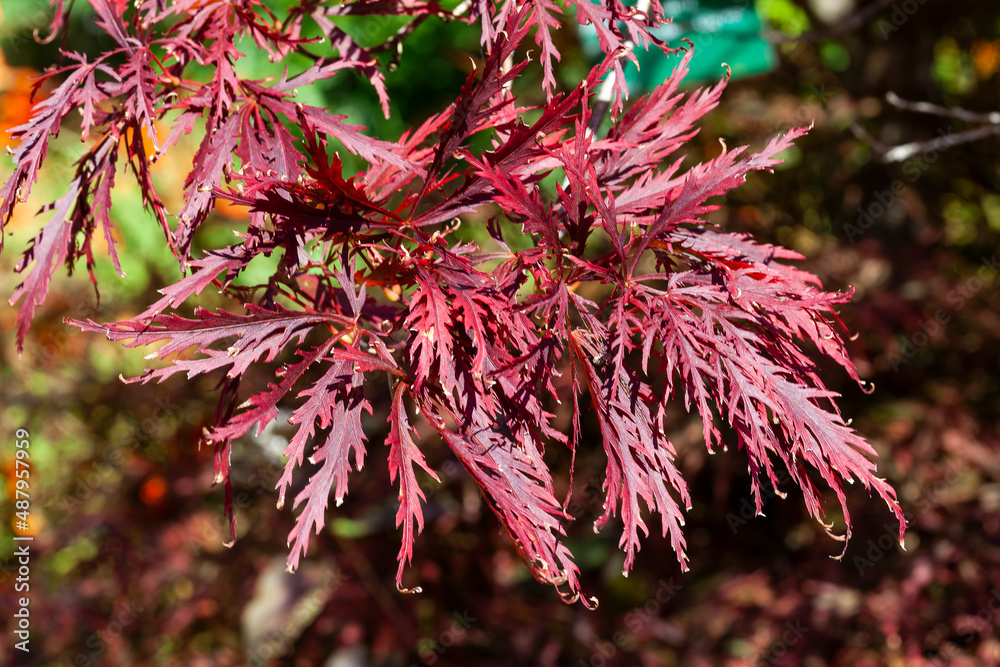 Acer Palmatum var. dissectum 'Garnet' a deciduous ornamental shrub ...