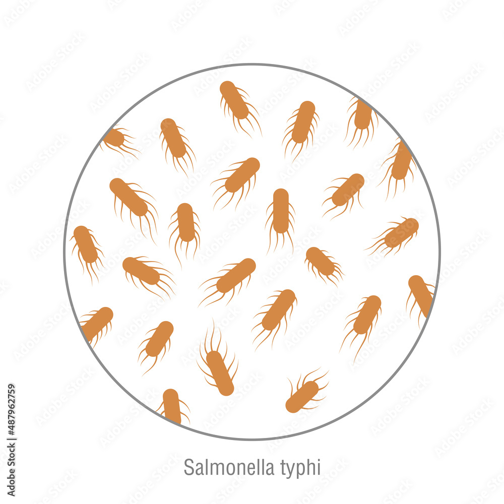 Salmonella typhi. Bacterial microorganism. Microbiology and infographic ...