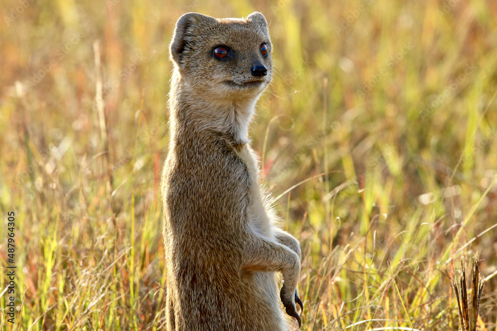 Cute Mongoose Animal