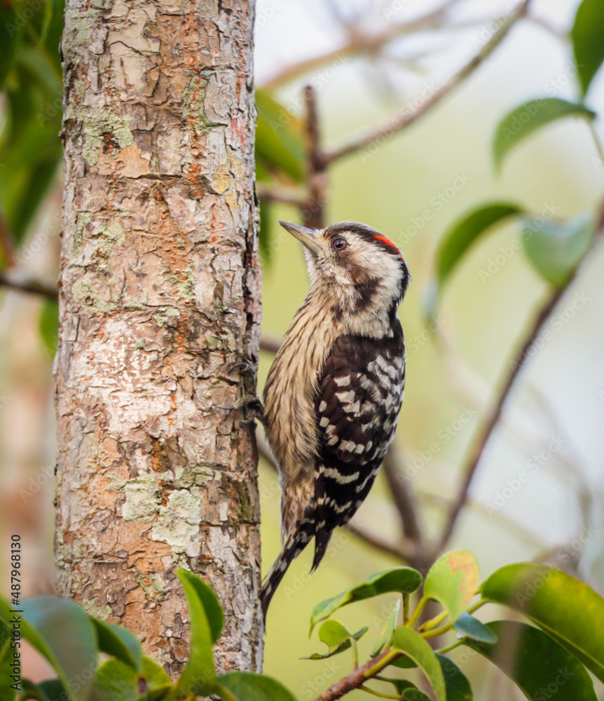 Grey-capped pygmy woodpecker (Male)Grey-capped pygmy woodpecker is an ...