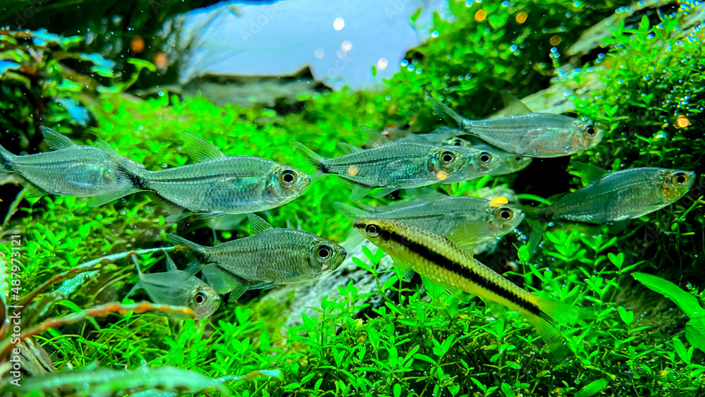 The Siamese Algae-eater (Crossocheilus siamensis) with Costae Tetra ...