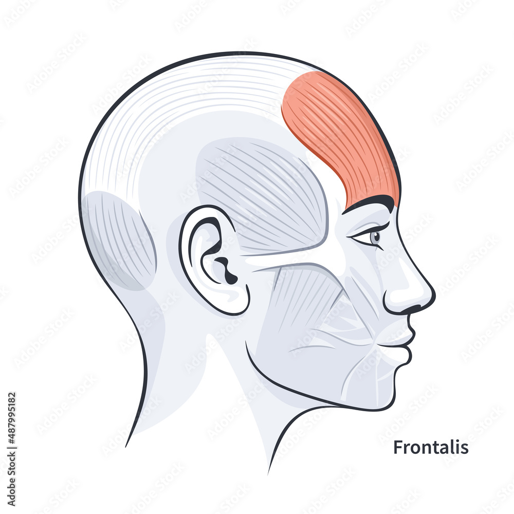 Frontalis. Facial muscles of the female. Detailed bright anatomy ...