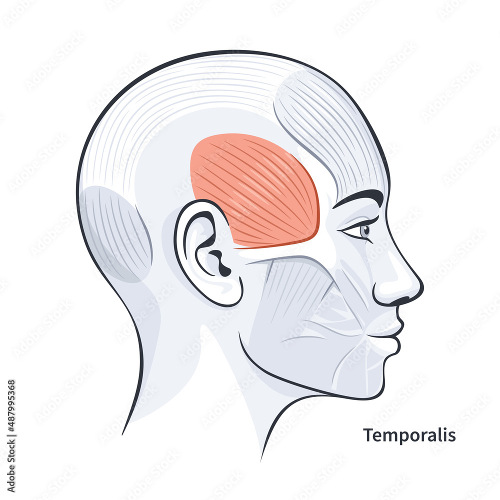 Temporalis. Facial muscles of the female. Detailed bright anatomy ...