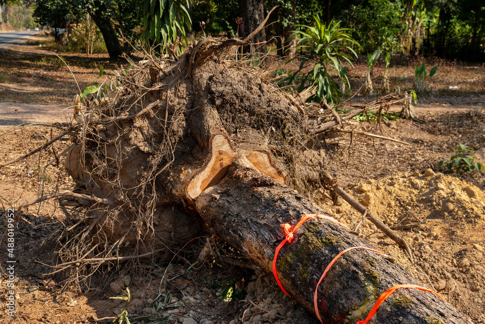 Dig a tree root Fallen tree. Torn tree root. a torn tree with roots ...