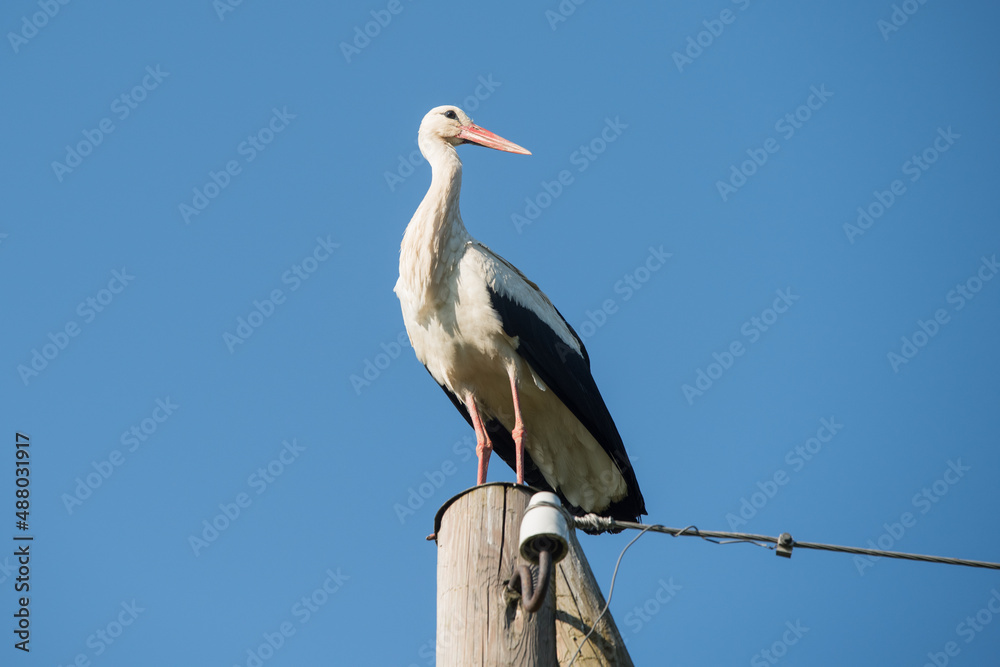 Beautiful one white storks Ciconia ciconia on a background of blue sky ...