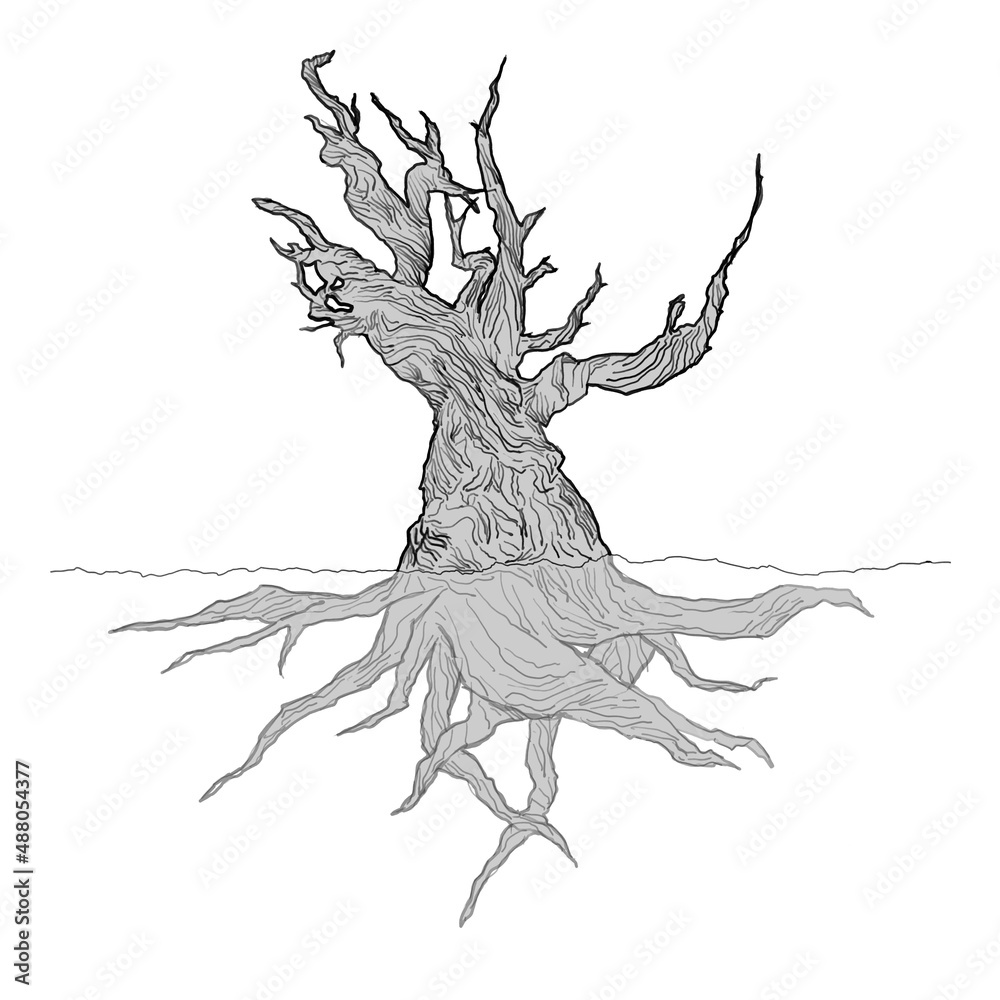 Bristlecone Pine Drawing