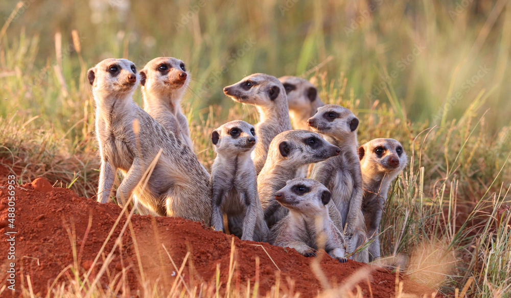 Meerkat, Addo Elephant National Park Stock Photo | Adobe Stock