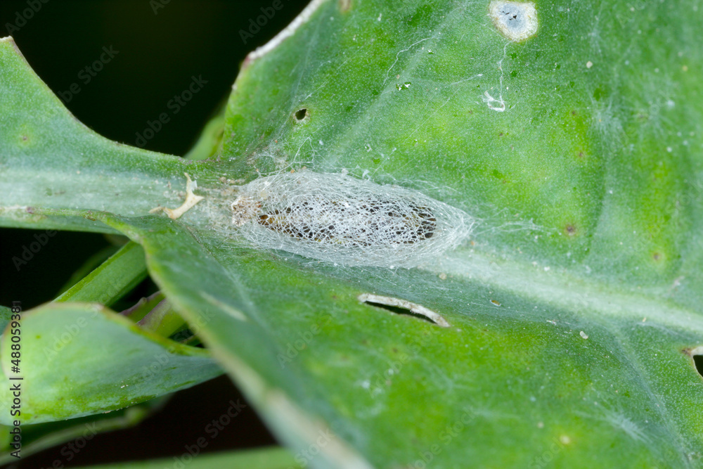 Pupa of Diamond-back moth (Plutella xylostella) on Rapeseed. Migratory ...
