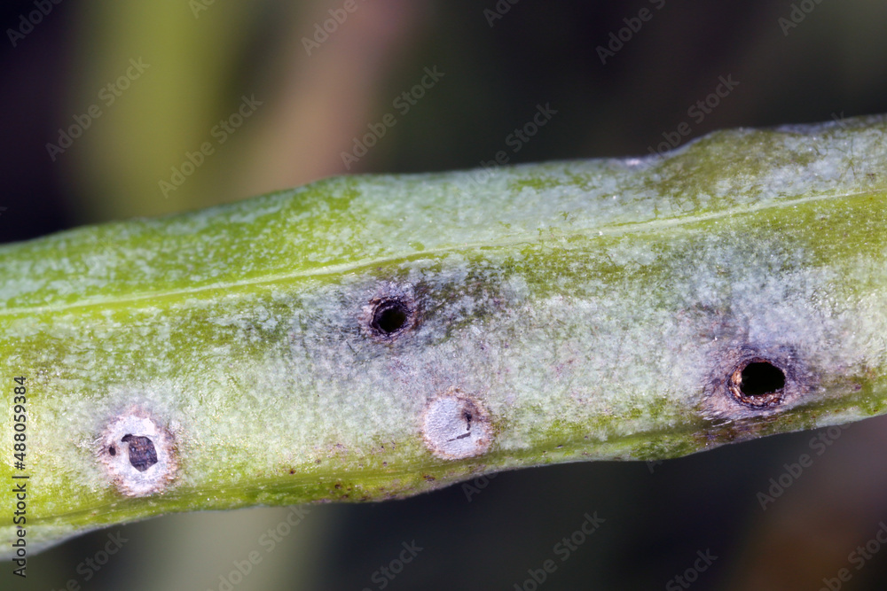 Fotka „Exit holes in the rapeseed pod of larvae of cabbage seed pod ...