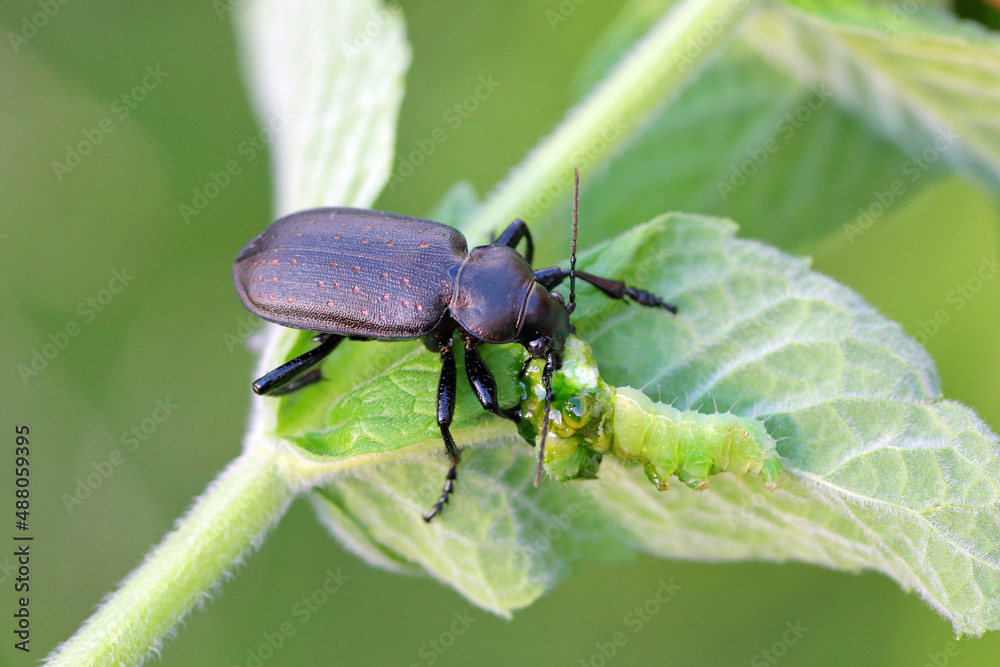 Beetle (Calosoma auropunctatum) of the carabid family with a hunted ...