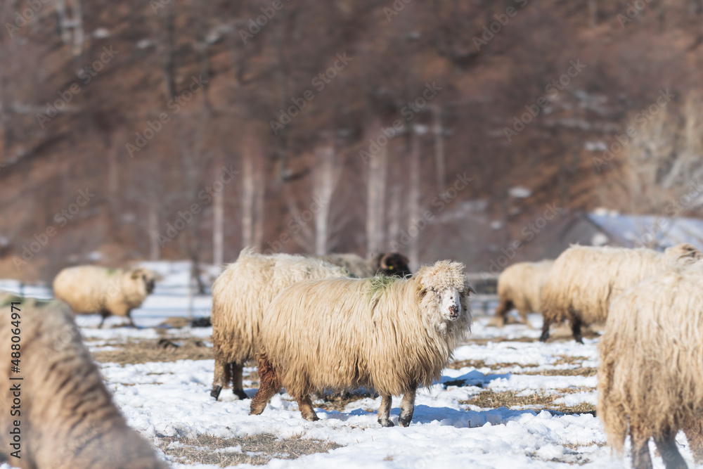 Free range sheeps with shepherd are highly social animals who need to ...