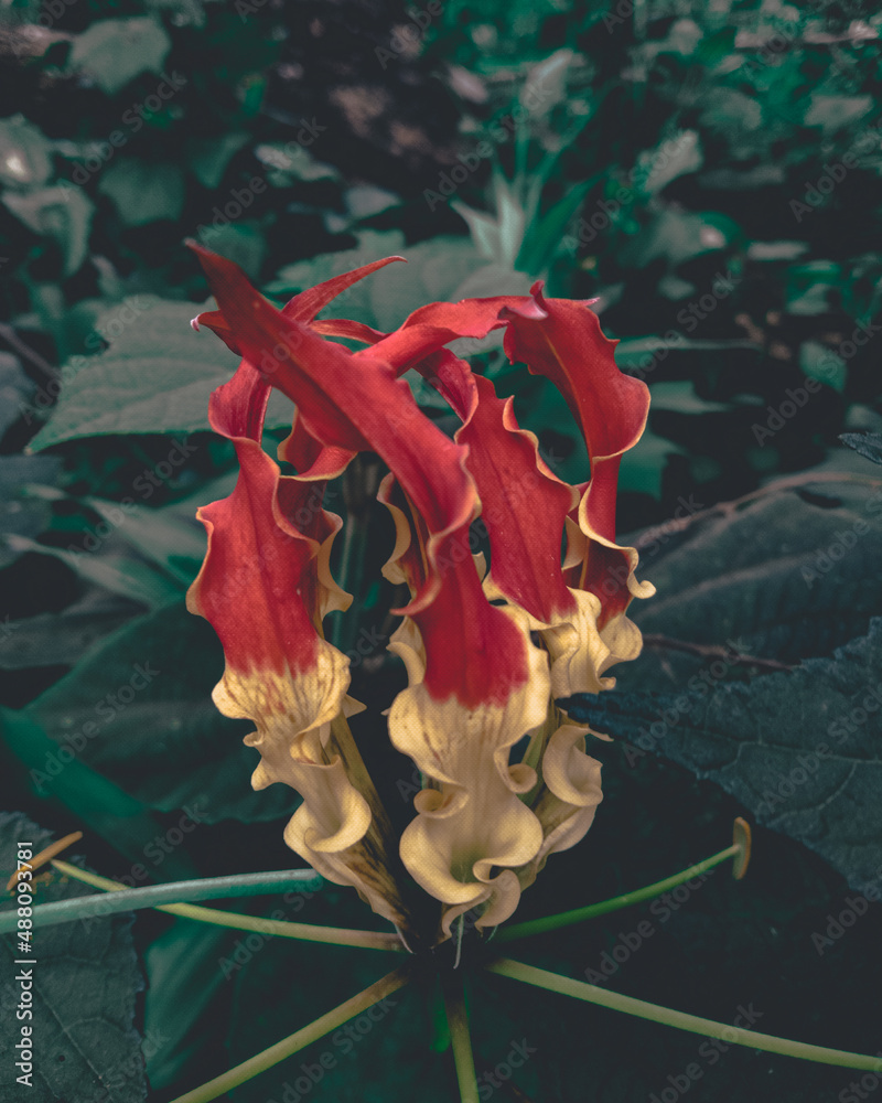 Gloriosa Superba aka Flame Lilly Stock Photo | Adobe Stock