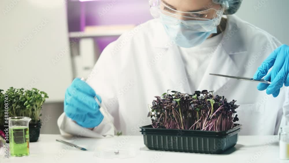 Medical scientist inspecting microgreens, wearing protective unform ...