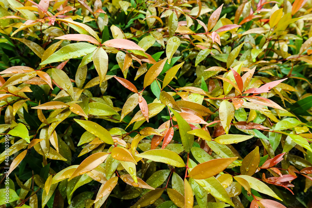 Syzygium paniculatum, the magenta lilly pilly, magenta cherry botanical ...