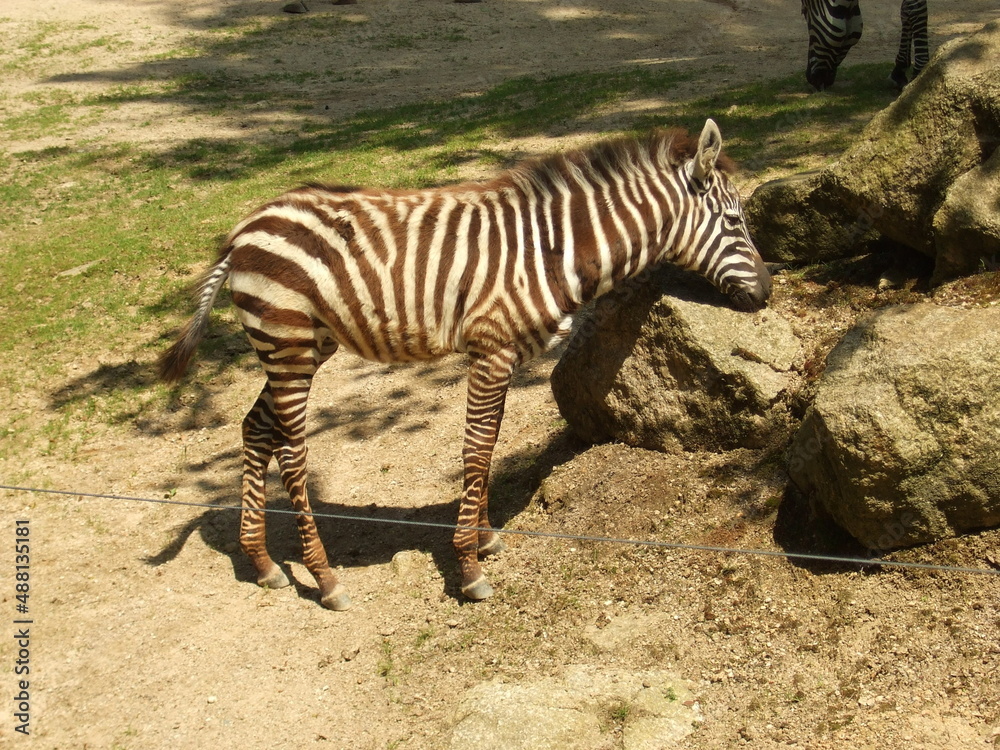 zeebra striped horse like animal juvenile specimen in the zoo Stock ...