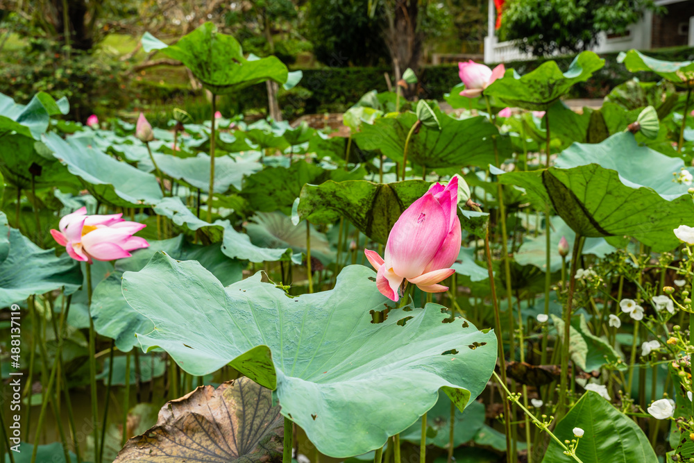 Nelumbo nucifera, also known as Indian lotus, sacred lotus or simply ...