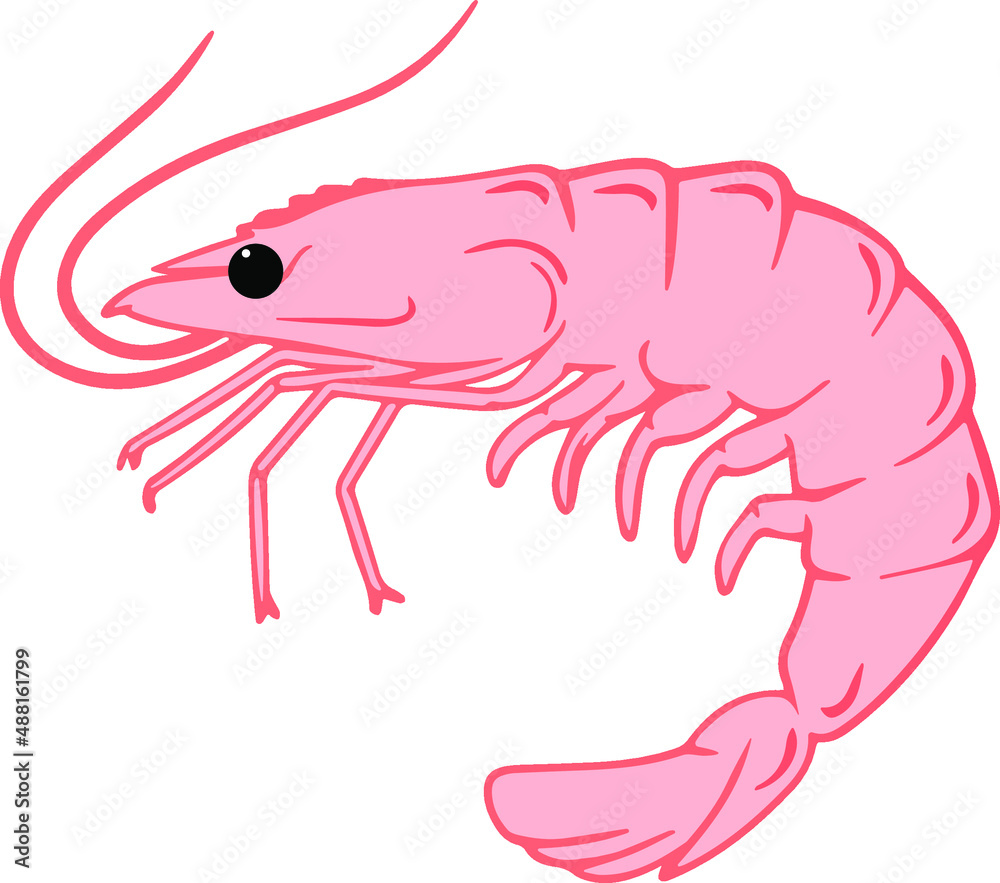 Pink Prawn pattern. hand drawn vector pattern design. Seafood concept ...