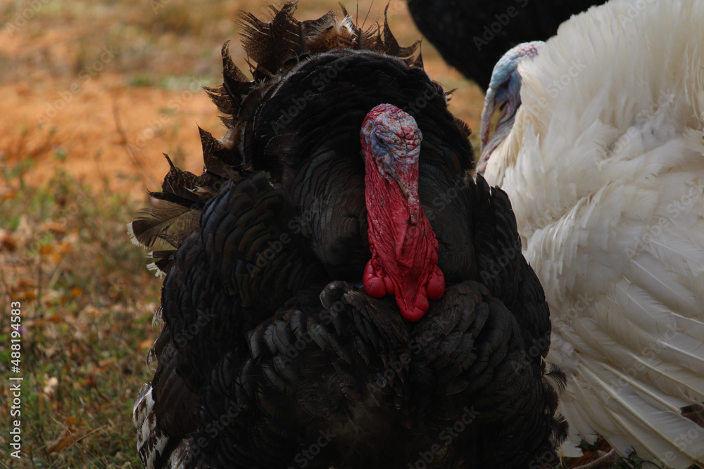 country hen on the farm Stock Photo | Adobe Stock