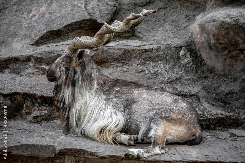 Markhor male at rest on the rock. Bukharan markhor (Capra falconeri ...