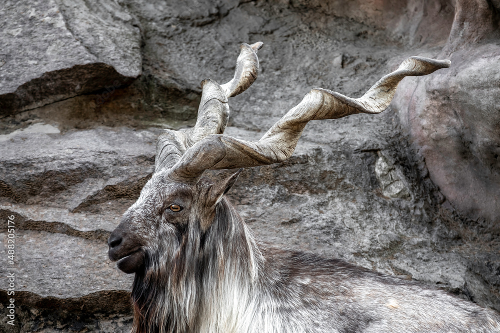 Markhor male at rest on the rock. Bukharan markhor (Capra falconeri ...