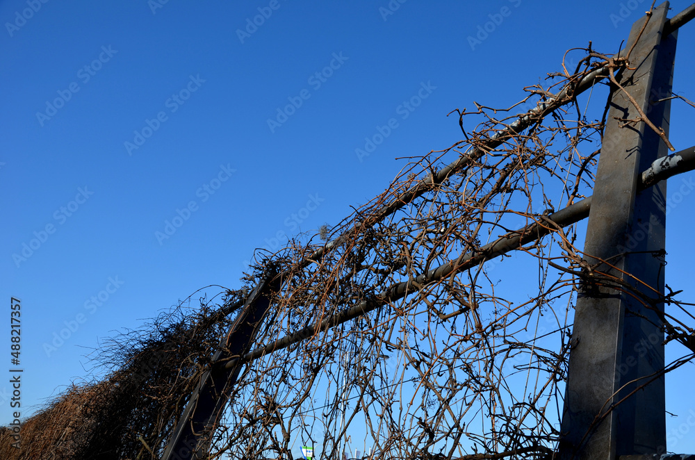 Along the road is a massive trellises for climbing plants. shields and ...