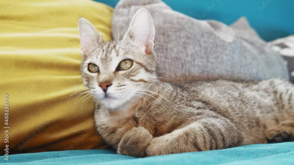Cute tabby cat looking to the left to the right on blue sofa with ...