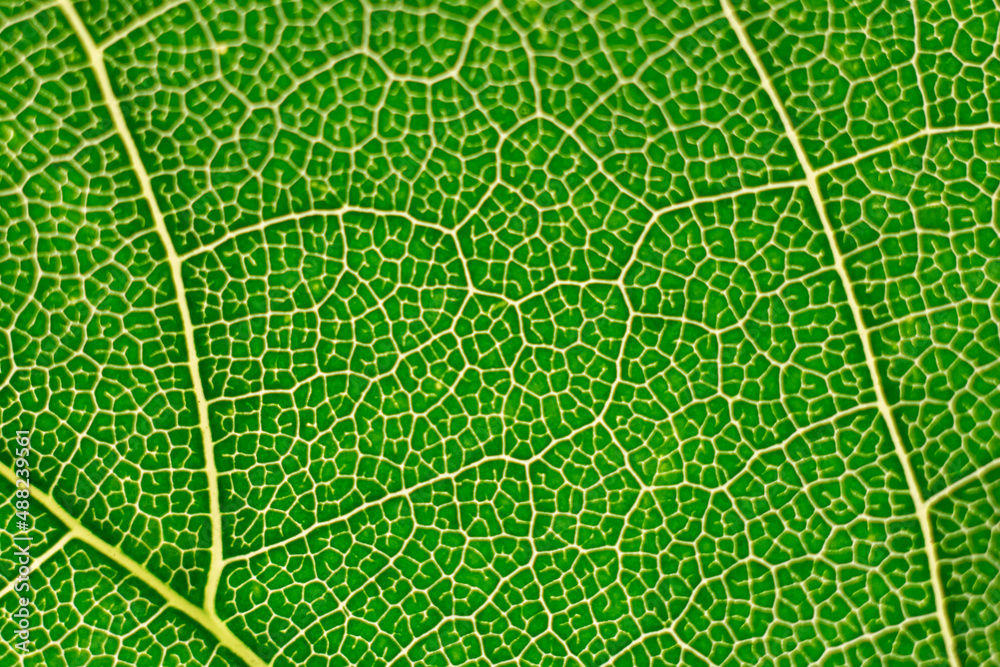 macro cell structure of green leaf wallpaper Stock Photo | Adobe Stock