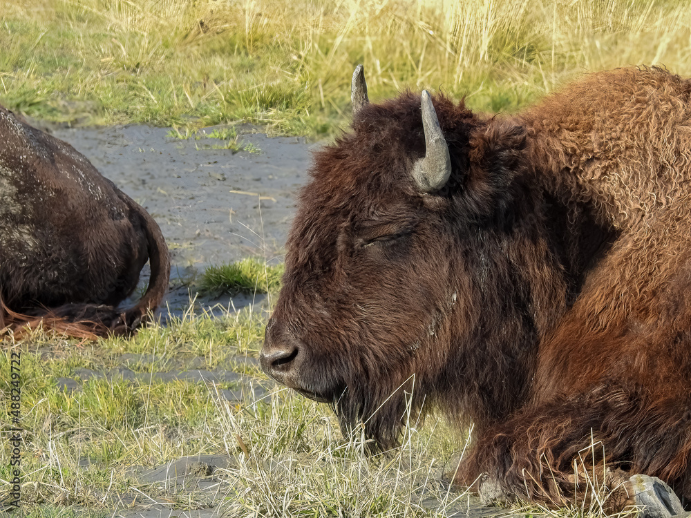 Bison sleeping in The Alaska Wildlife Conservation Center AWCC Stock ...