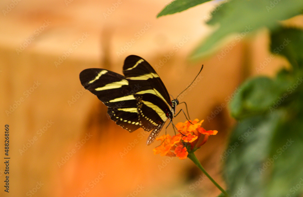 Papillon Stock Photo | Adobe Stock
