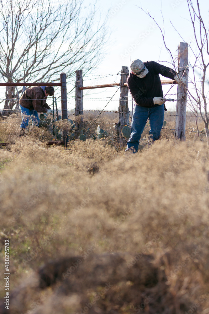 Rancher and young cowboy fixing barbed wire fence on the beef cattle ...