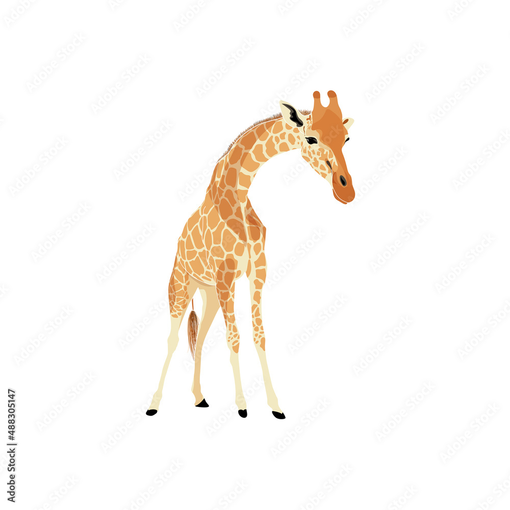 color giraffe. front view. vector illustration of realistic animal ...