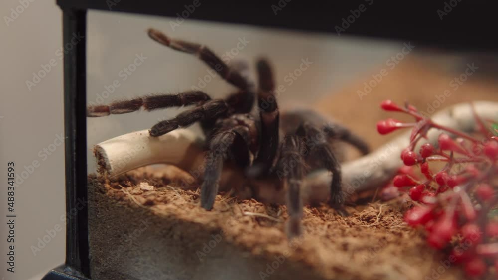Pterinopelma sazimai known as the Brazilian blue or Sazima's tarantula ...