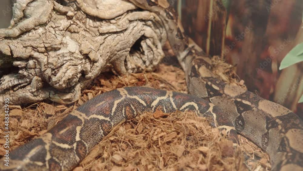 Close-up of a Boa constrictor or common boa, red-tailed boa - non ...