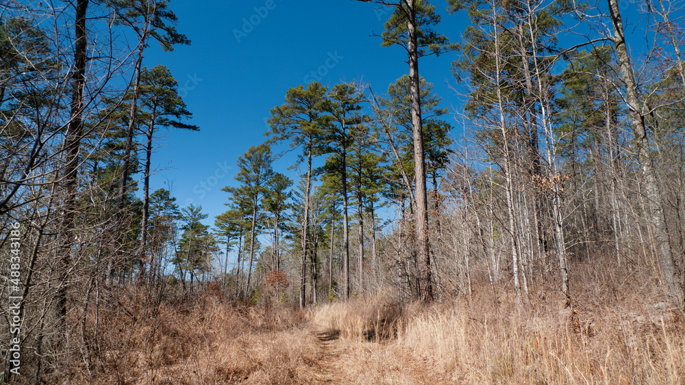 Dirt road, off road path or vehicle path through the forest with tall ...