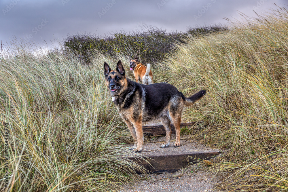 Two beautiful Shepherd Dogs, a German Shepherd and a Malinois together ...