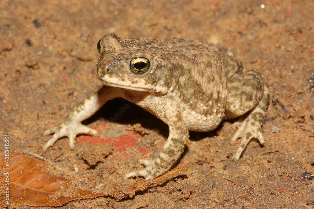 Duttaphrynus stomaticus - Indian marbled toad, Punjab toad, Indus ...