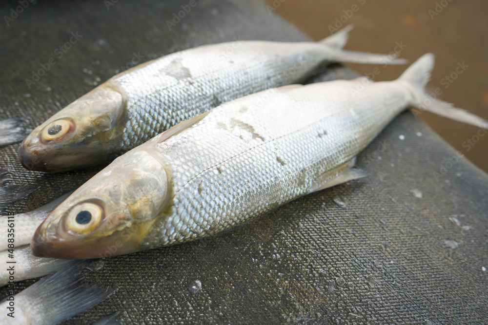 Freshwater fish are sold in the market. One example is milkfish and ...