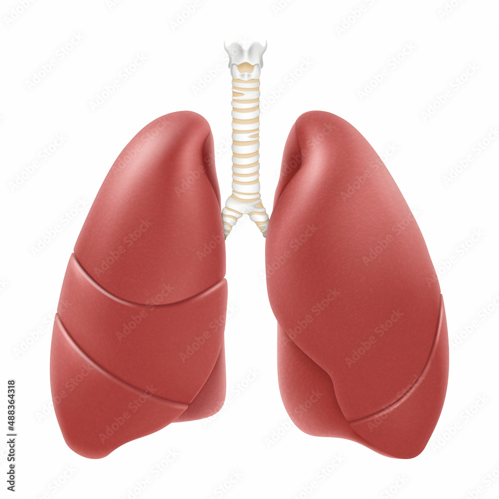 Human lungs anatomy structure. Realistic 3d vector illustration ...