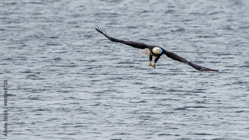 Bald Eagle is flying over water Stock Photo | Adobe Stock