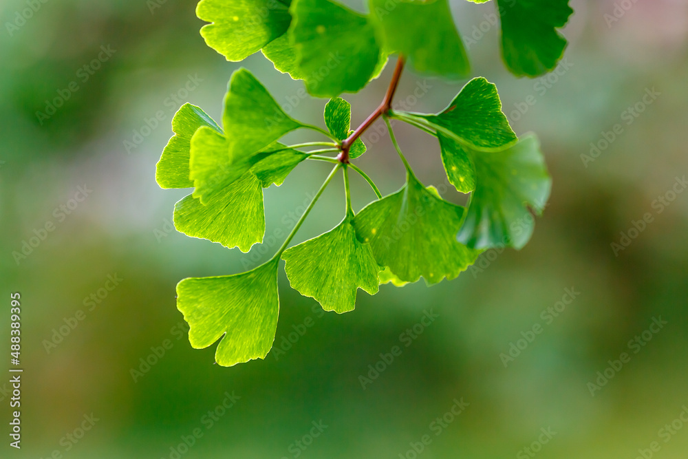 Ginkgo biloba ( lat. Ginkgo ) is a genus of deciduous gymnosperms ...