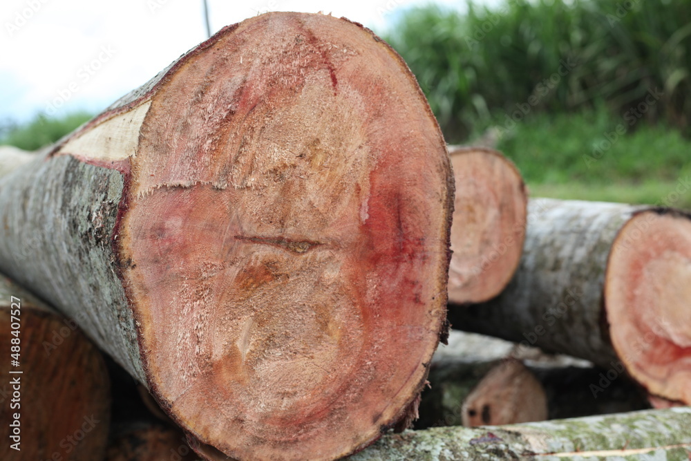 Wood texture of Samanea saman tree Stock Photo | Adobe Stock