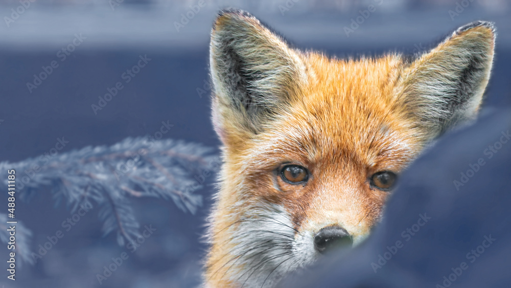 Fuchs Stock Photo | Adobe Stock