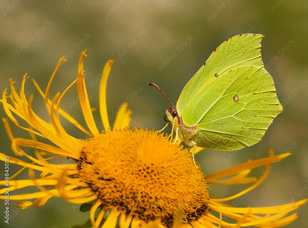 Latolistek cytrynek, listkowiec cytrynek – gatunek motyla dziennego z ...