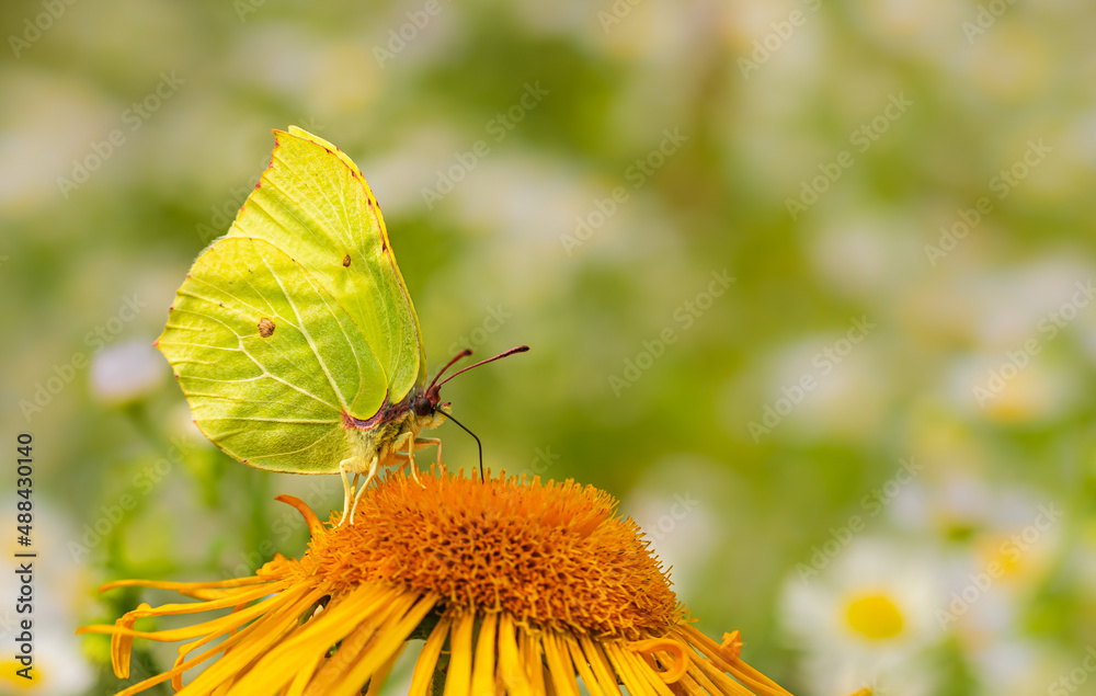 Obraz w ramie Latolistek cytrynek, listkowiec cytrynek – gatunek motyla ...