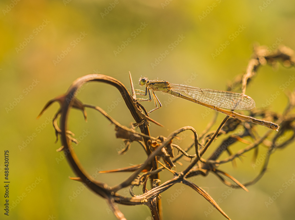 Dragonflies - a row of predatory, evolutionarily old insects with ...