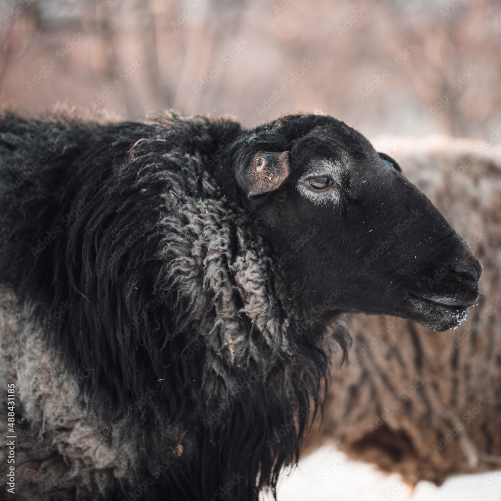 Sheep farming is a very popular livelihood in the world. Romanov sheep ...